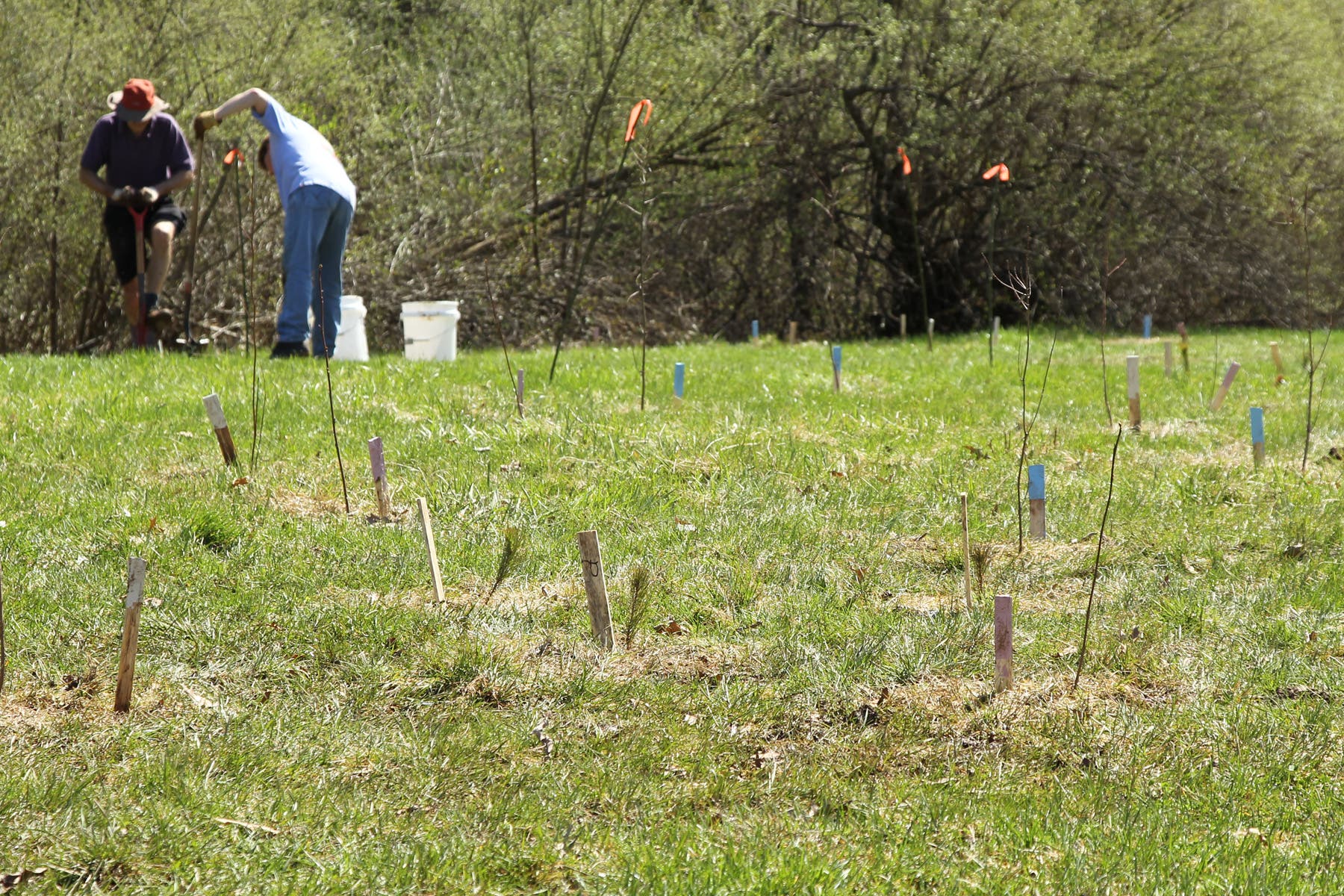 PHOTO GALLERY: Eagle Scout Project Tree Planting | Basking Ridge, NJ Patch