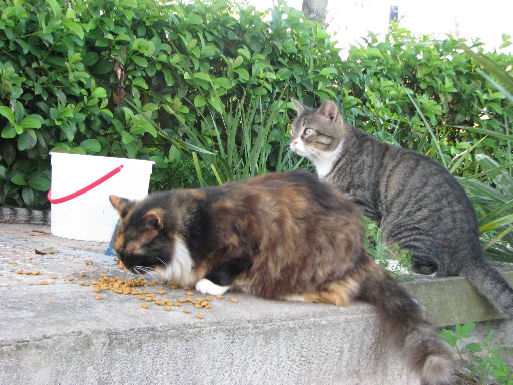Caution Required Around Feral Cats | Land O' Lakes, FL Patch