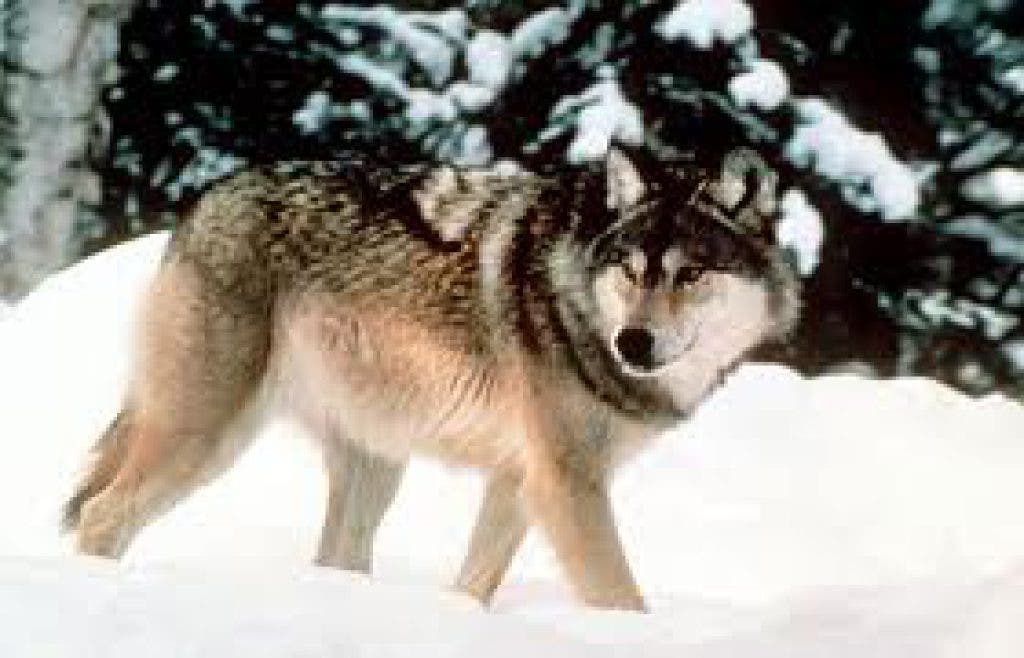 Save the {GRAY WOLF} | West Des Moines, IA Patch