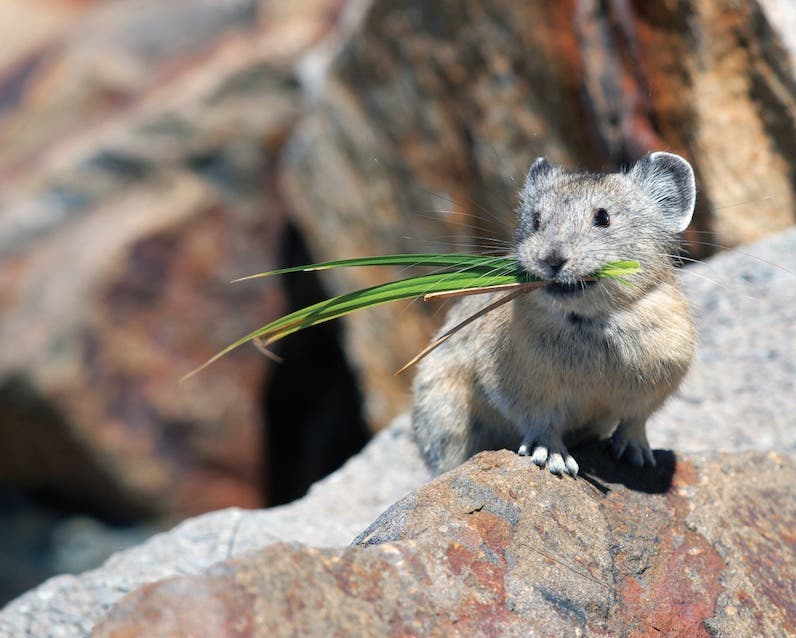Berkeley Resident Wins 2015 California Wildlife Photo Contest ...