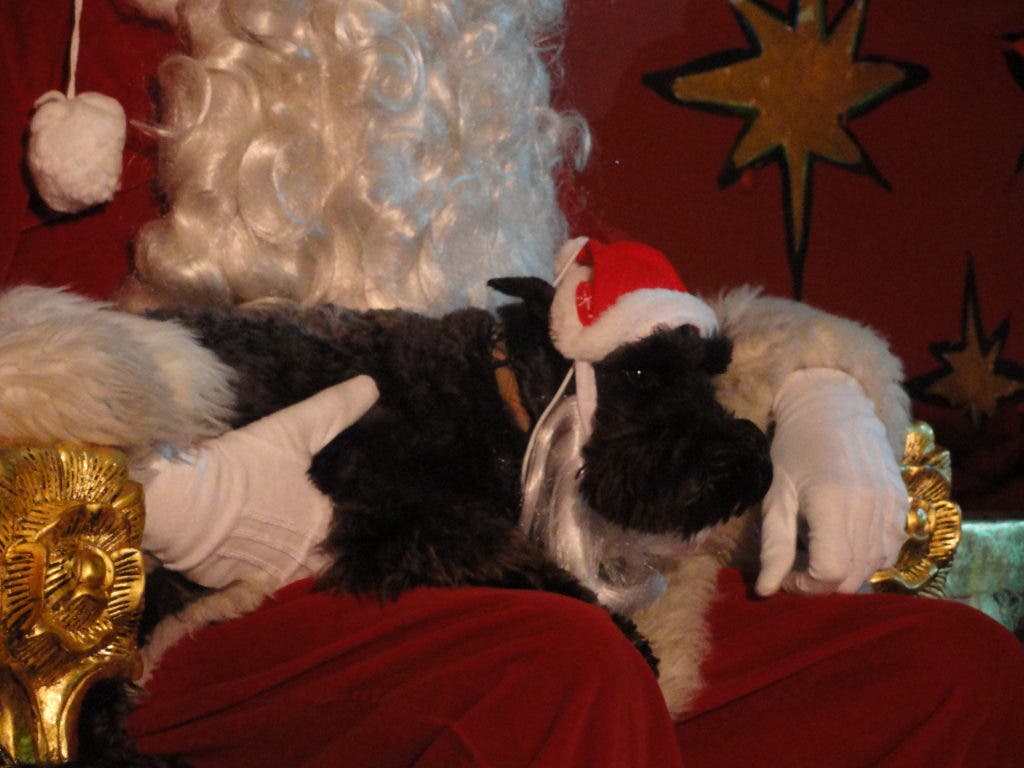 Pets Take Pictures With Santa at One Colorado (Photos and Video ...