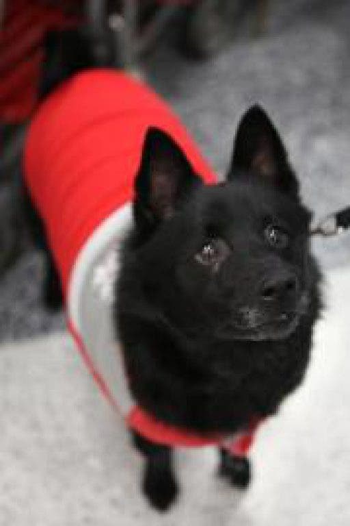 Adopt This Pet: Teddy the Schipperke | Sammamish, WA Patch