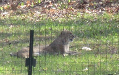 The New Hampshire Wildcat is Back | Bedford, NH Patch