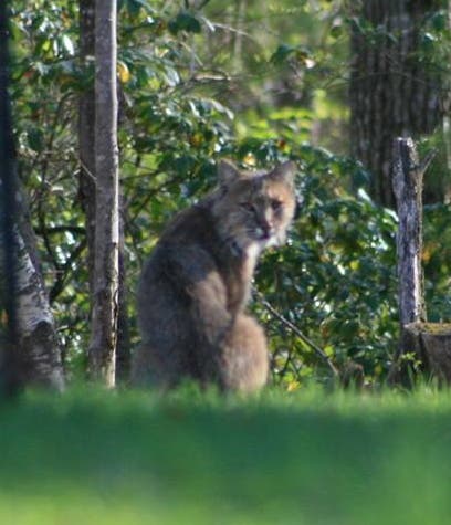 The New Hampshire Wildcat is Back | Bedford, NH Patch