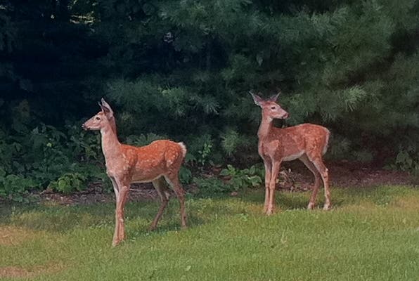 The New Hampshire Wildcat is Back | Bedford, NH Patch