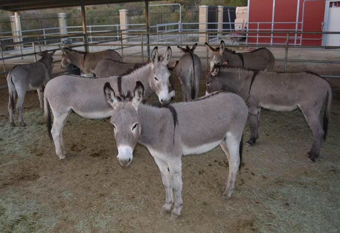 Herd of Wild Burros Wrangled in Riverside County | Banning, CA Patch