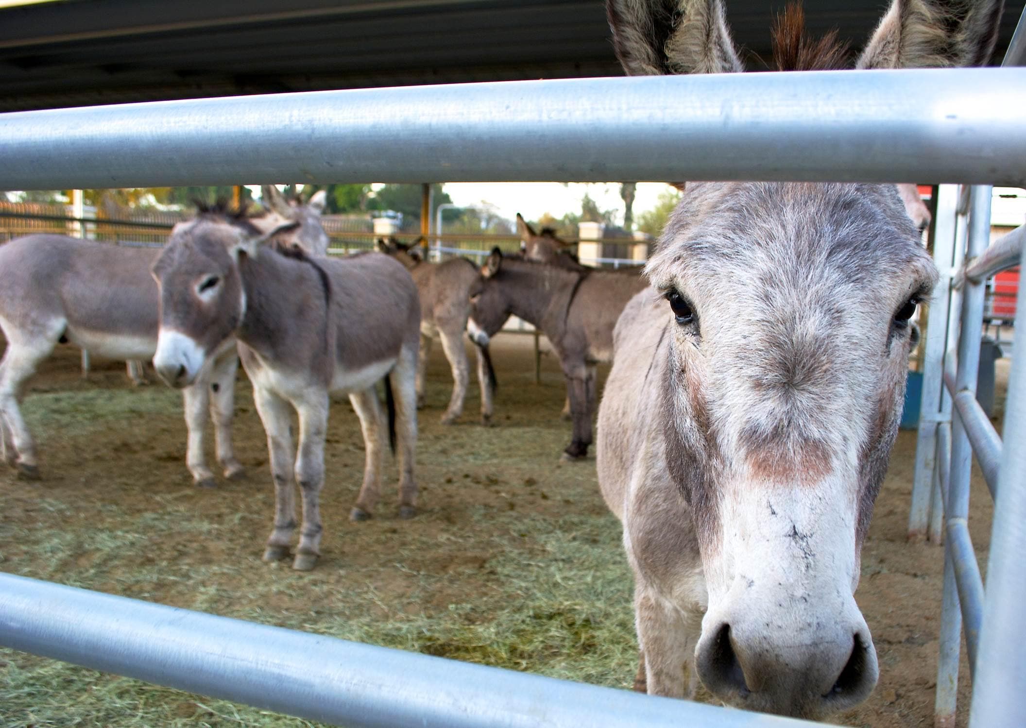 Herd of Wild Burros Wrangled in Riverside County | Banning, CA Patch
