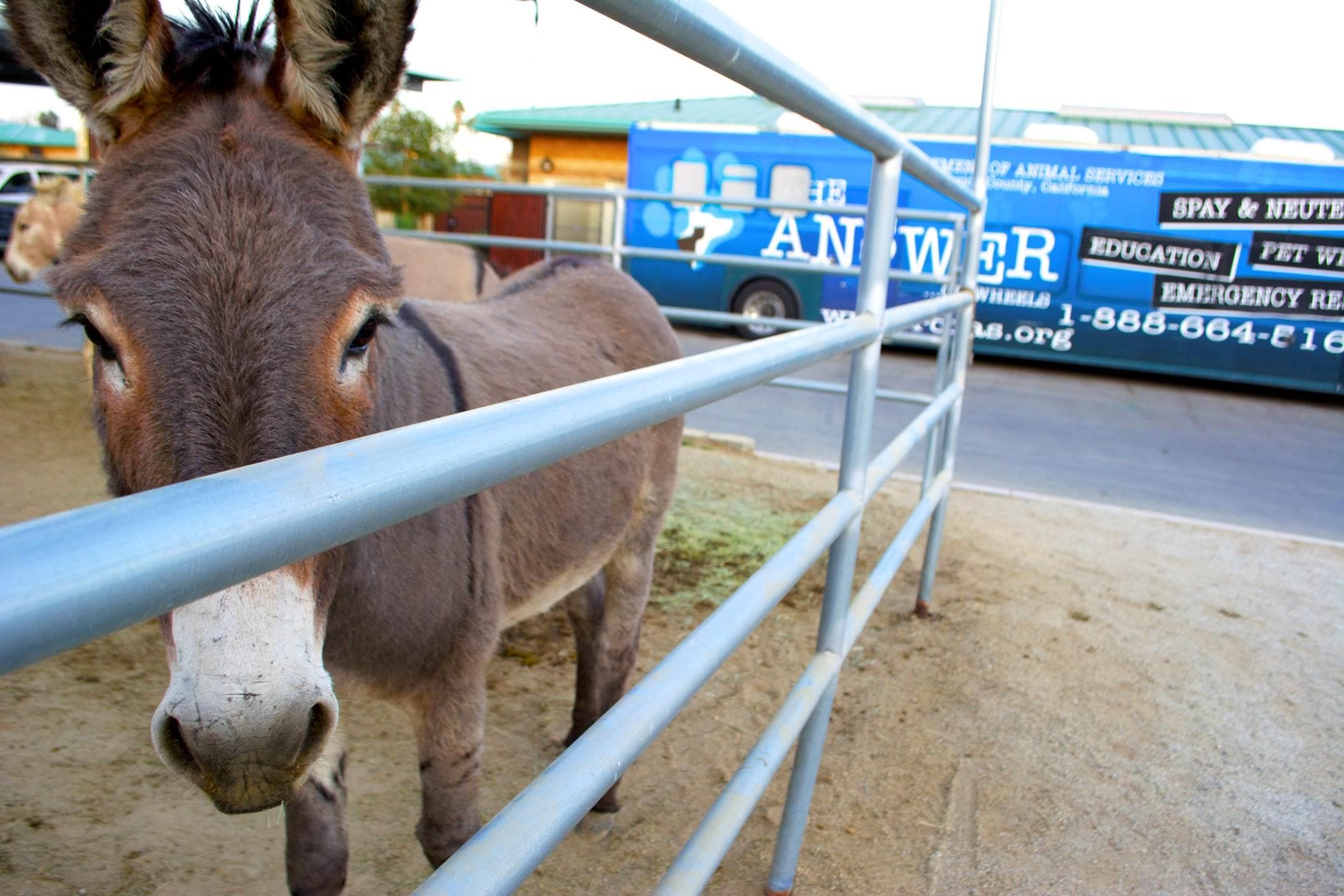 Herd of Wild Burros Wrangled in Riverside County | Banning, CA Patch