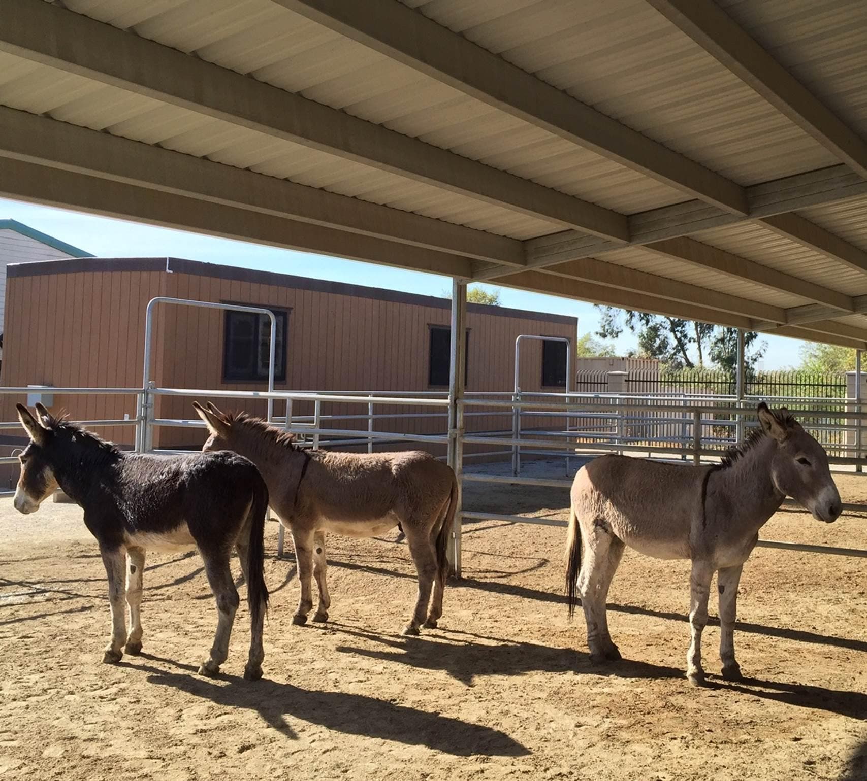 Herd of Wild Burros Wrangled in Riverside County | Banning, CA Patch