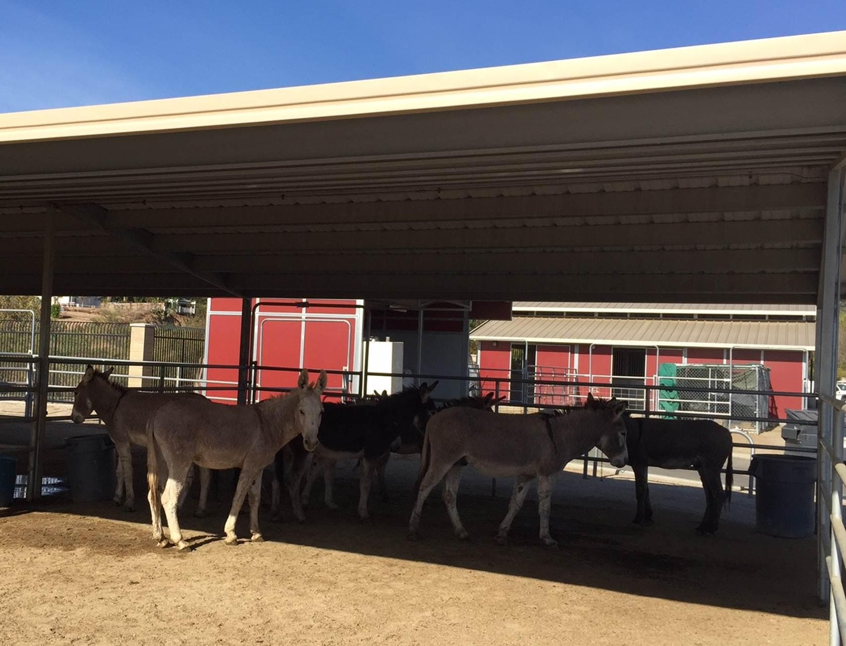 Herd of Wild Burros Wrangled in Riverside County | Banning, CA Patch