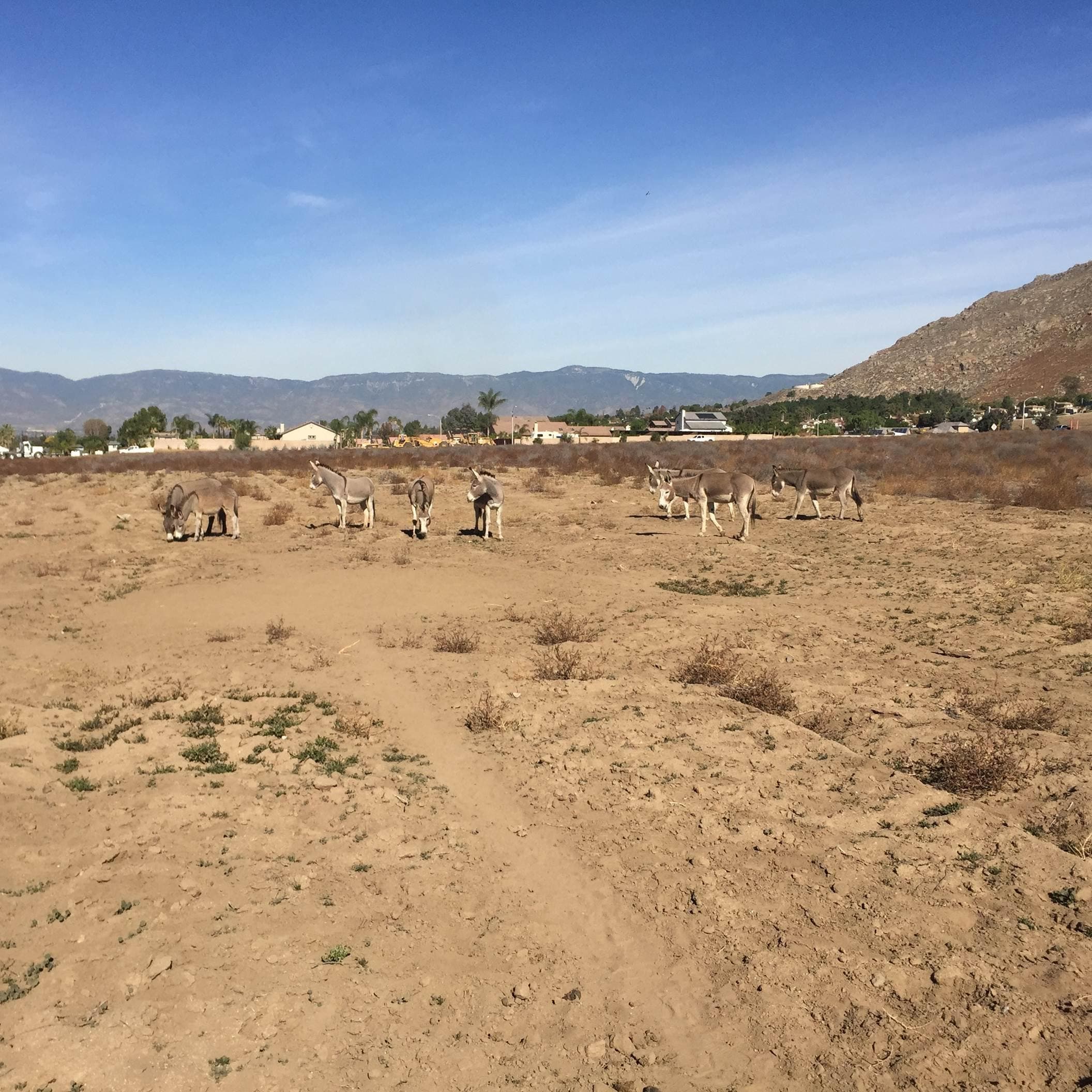 Herd of Wild Burros Wrangled in Riverside County | Banning, CA Patch