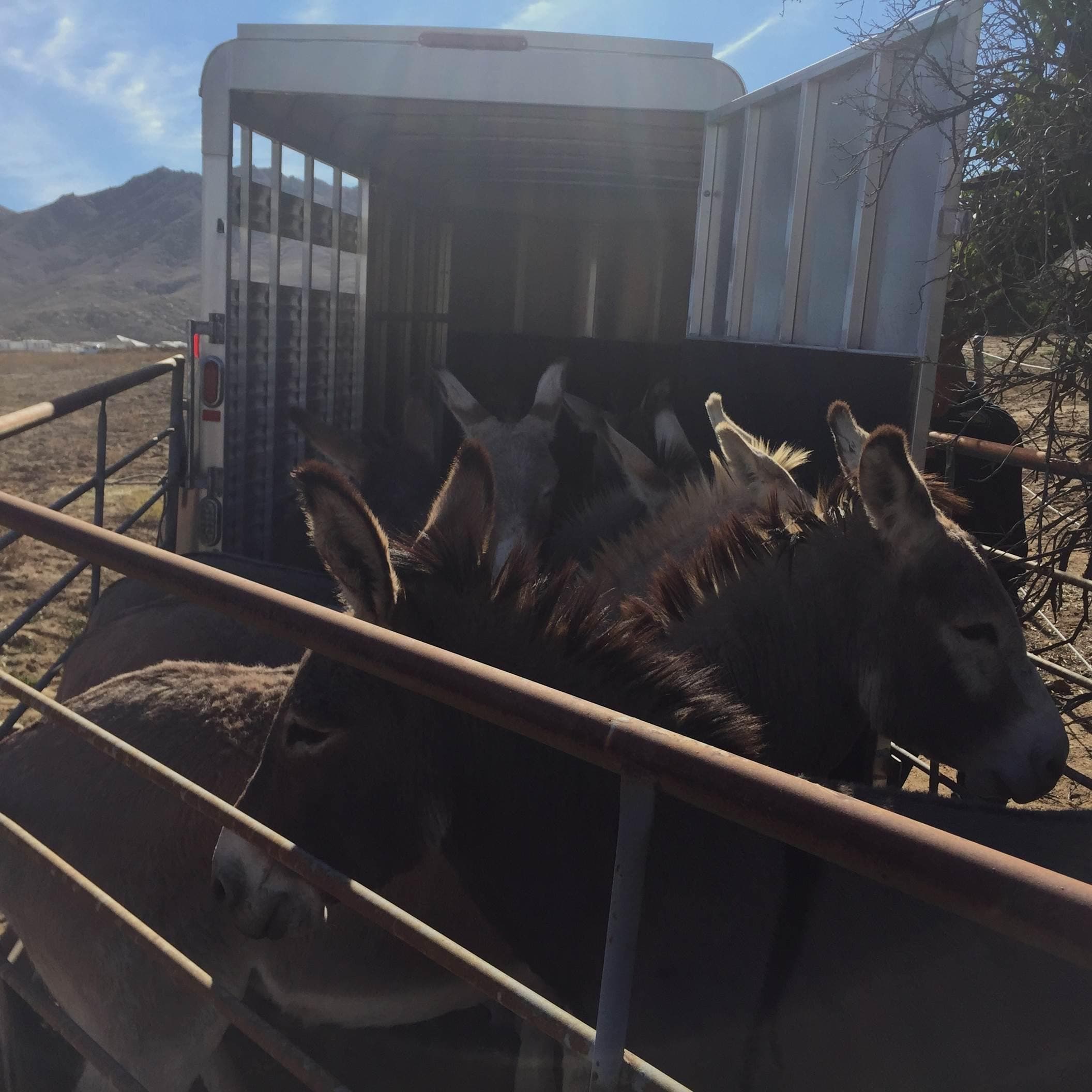 Herd of Wild Burros Wrangled in Riverside County | Banning, CA Patch