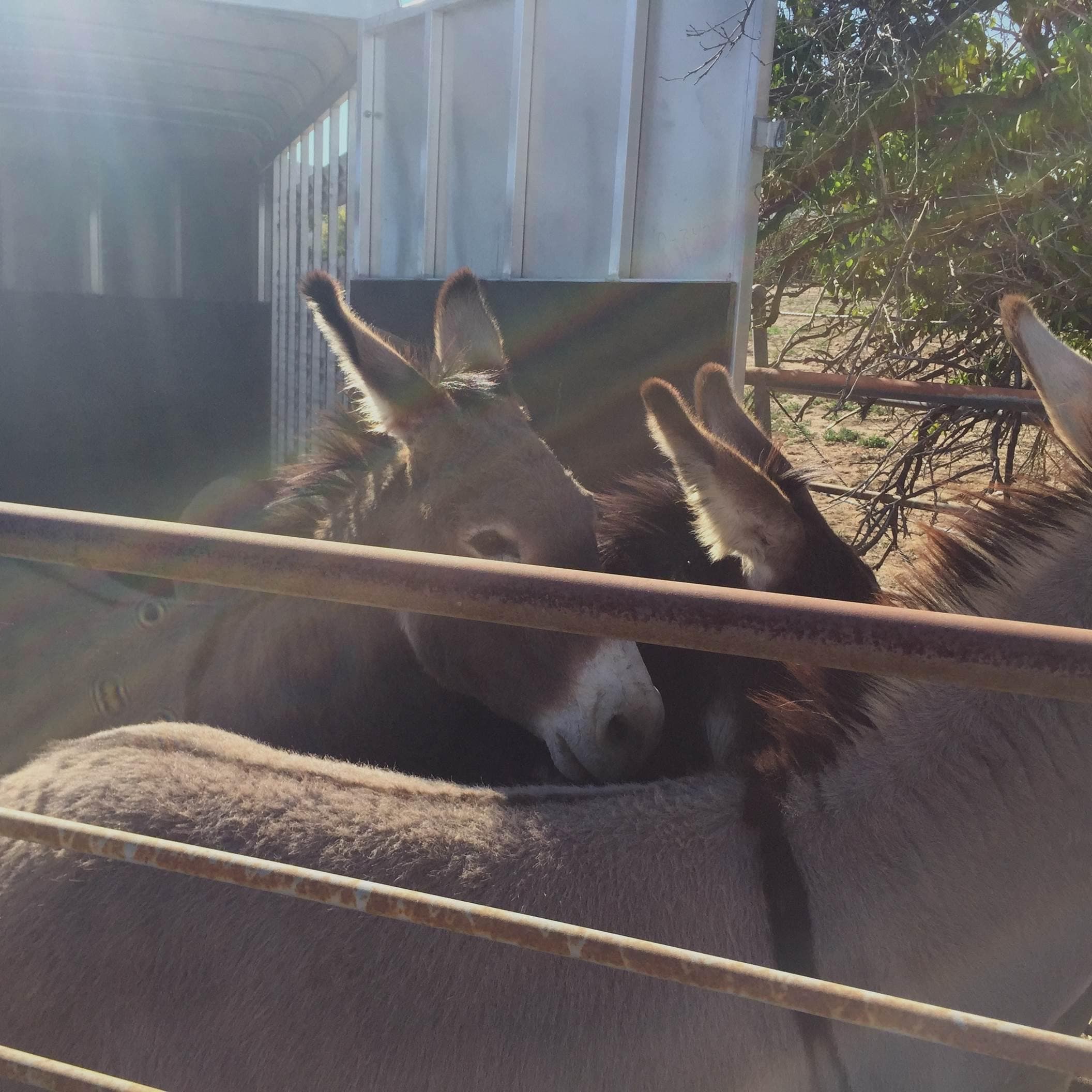 Herd of Wild Burros Wrangled in Riverside County | Banning, CA Patch