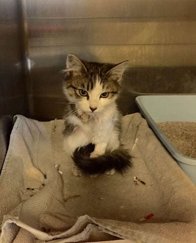 'This Kitten is a Fighter': Amazing Rescue of Mangled Stray Found in ...
