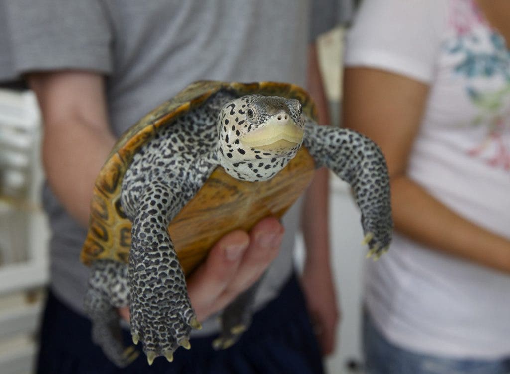Diamondback Terrapins: Brackish Water Beauties | Barnegat, NJ Patch