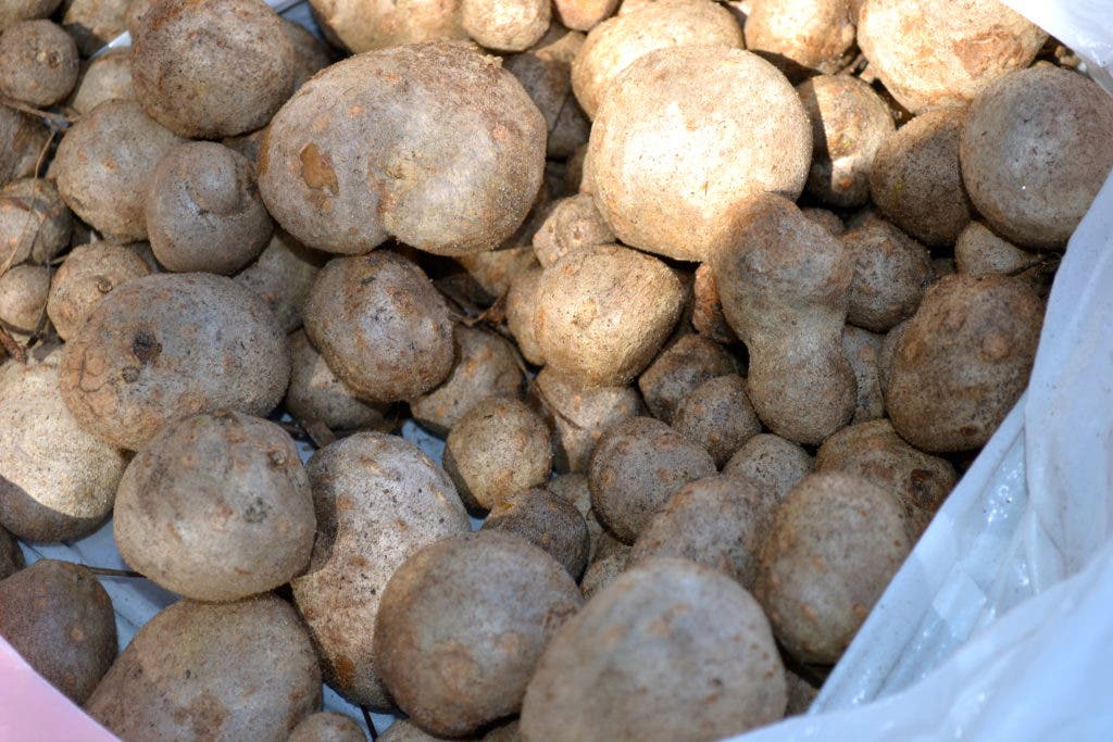 Air Potato Pick-Up Set for Hammock Park Saturday | Dunedin, FL Patch