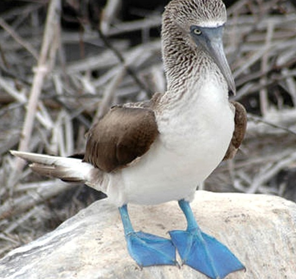 Blue-Footed Boobies Spotted on Los Angeles County Coast | Santa Monica ...