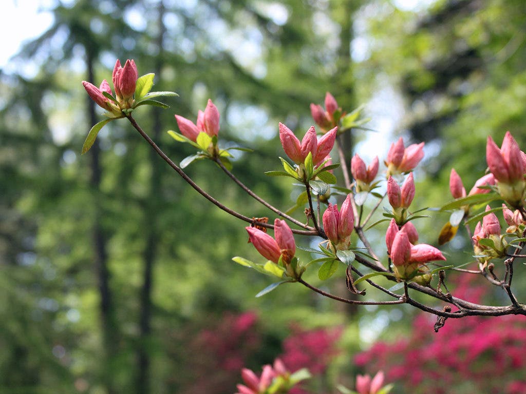 Merion's Barnes Foundation Grounds To Reopen Late Summer | Ardmore, PA ...