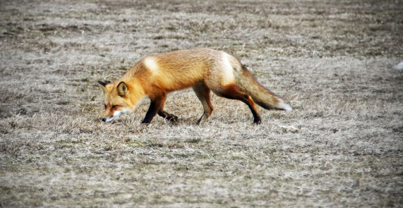 Fox Bites Man, Man Kills Fox, Man Faints | Arlington, MA Patch