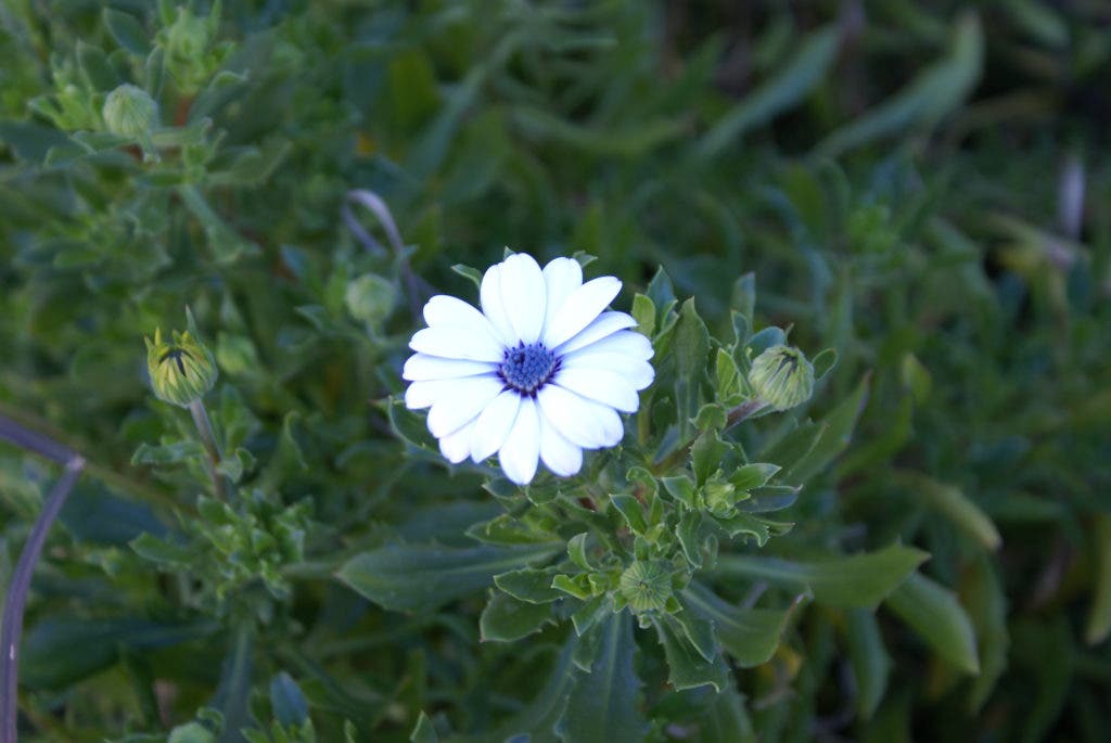 Brown-Thumber Reigns in This Garden | Pleasanton, CA Patch