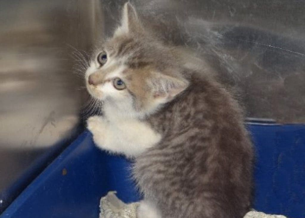 Cute Kittens and Cats Available for Adoption | Snellville, GA Patch