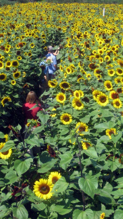 Lyman Orchards' Sunflower Maze | Durham, CT Patch