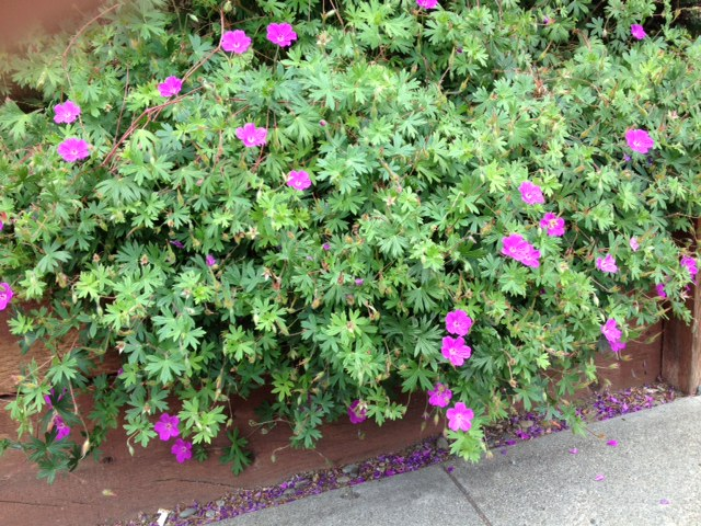Rockridge in Bloom: 'Tiny Monster' Geranium | Rockridge, CA Patch