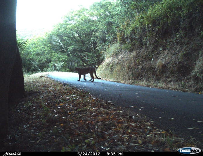 Mountain Lion Encounters: What To Do and How to Avoid Them | San Rafael ...