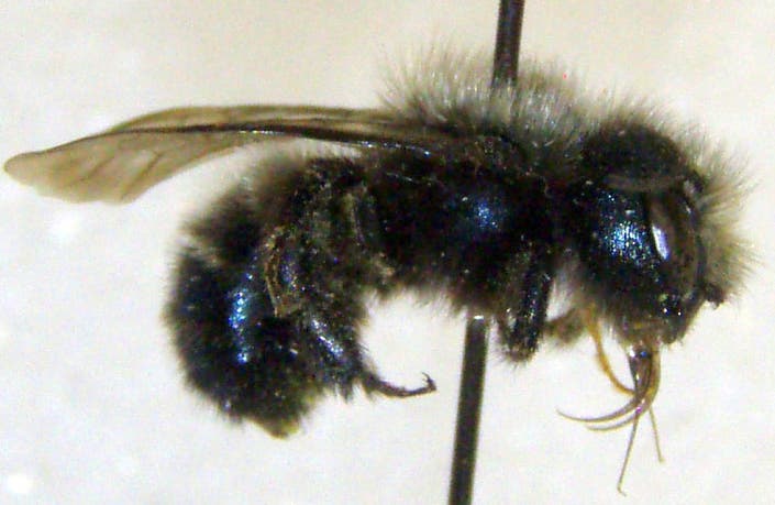 Mason Bees: Fun and Friendly | South Whitehall, PA Patch
