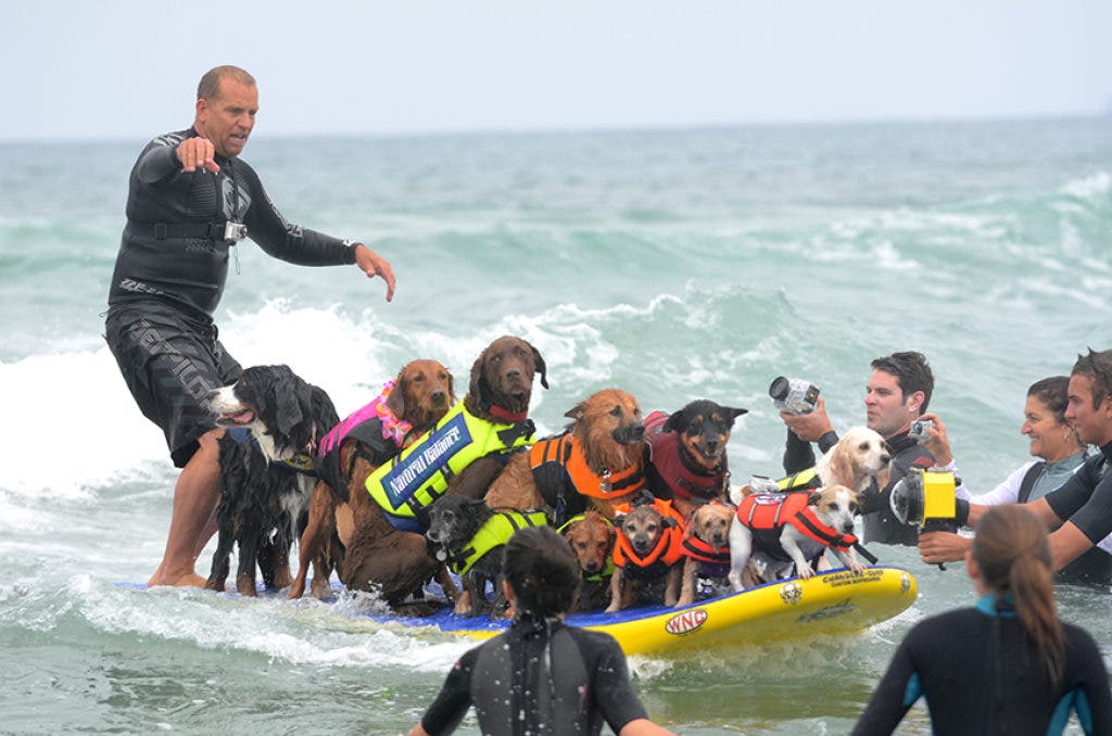 Woof Woof Waves: 50 Dogs Compete in Annual Surf Competition | Imperial ...