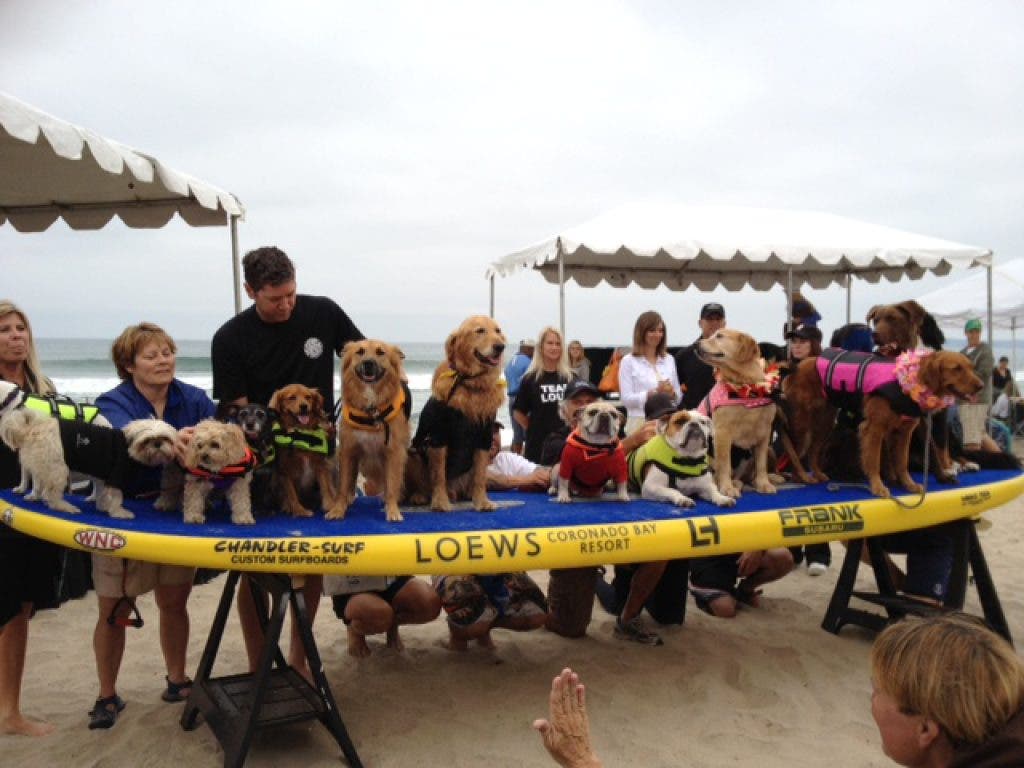 Woof Woof Waves: 50 Dogs Compete in Annual Surf Competition | Imperial ...