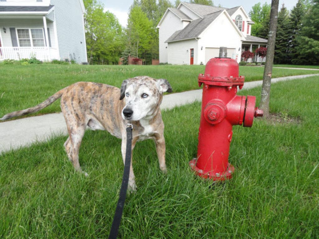 Stray Voltage Can Electrocute Dogs During Walks | Cuyahoga Falls, OH Patch