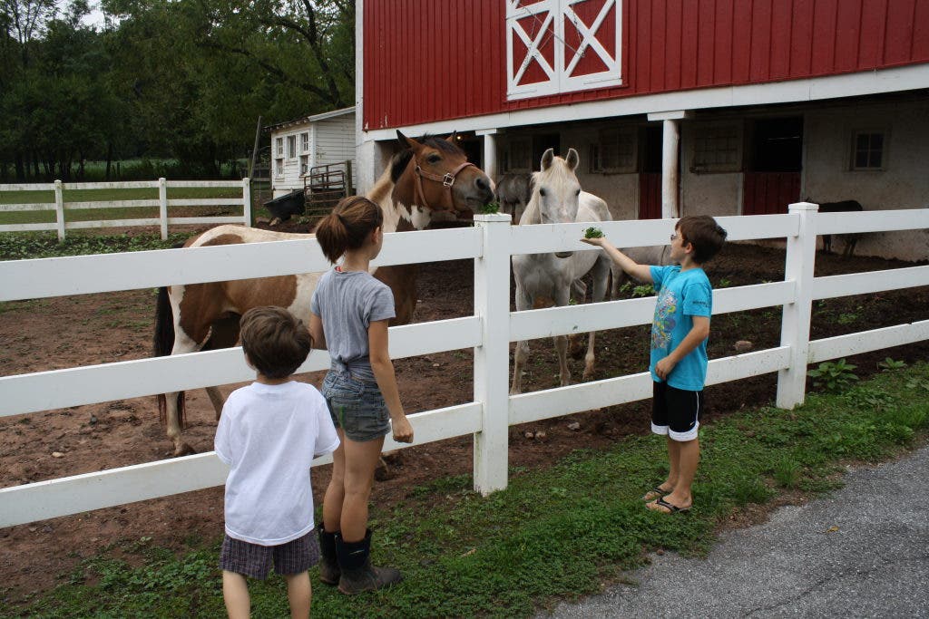 Farms Do No Harm: Volume VIII – Primrose Lane Farm | Limerick, PA Patch