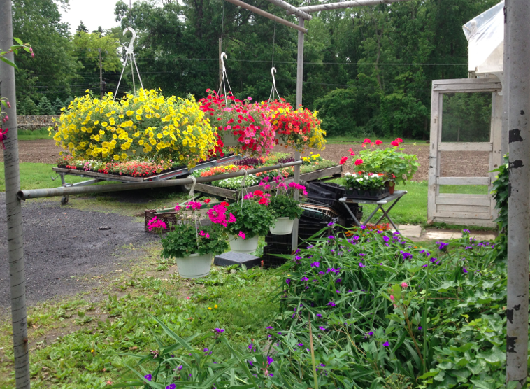 Augustine's Farm to Open for the Season June 21st | Greenwich, CT Patch