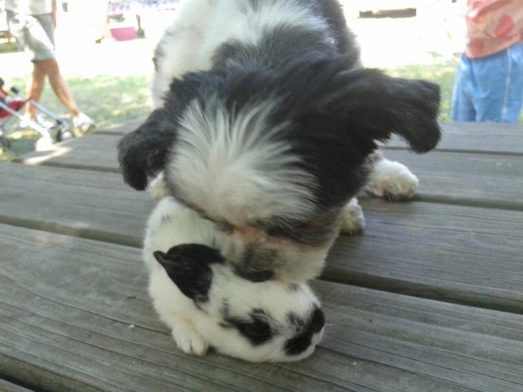 Where's Gizmo? (And Other Doglet Thoughts...) | Manchester, CT Patch
