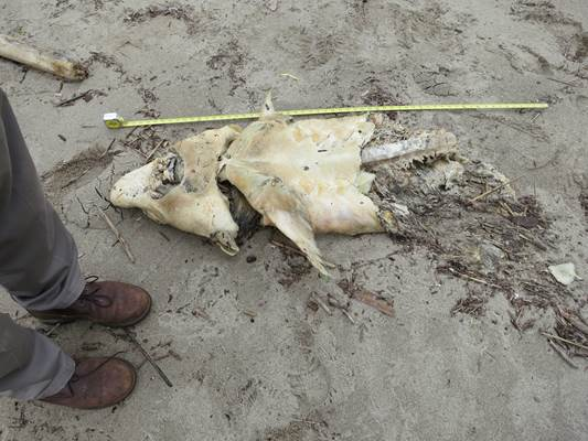 Dead Sturgeon/ TZ Bridge | Tarrytown, NY Patch