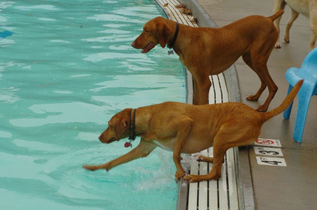 Dogs Splash at Heman Park Pool Pawty | University City, MO Patch