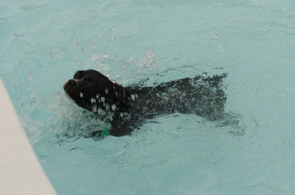 Dogs Splash at Heman Park Pool Pawty | University City, MO Patch