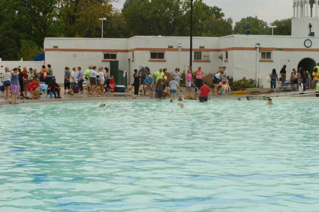 Dogs Splash at Heman Park Pool Pawty | University City, MO Patch