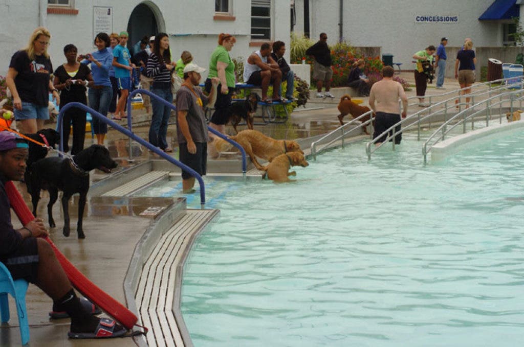 Dogs Splash at Heman Park Pool Pawty | University City, MO Patch