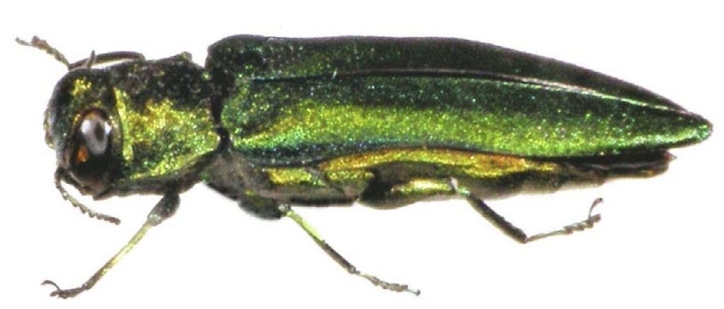 Next Phase of St. Charles Emerald Ash Borer Fight Advances | St ...