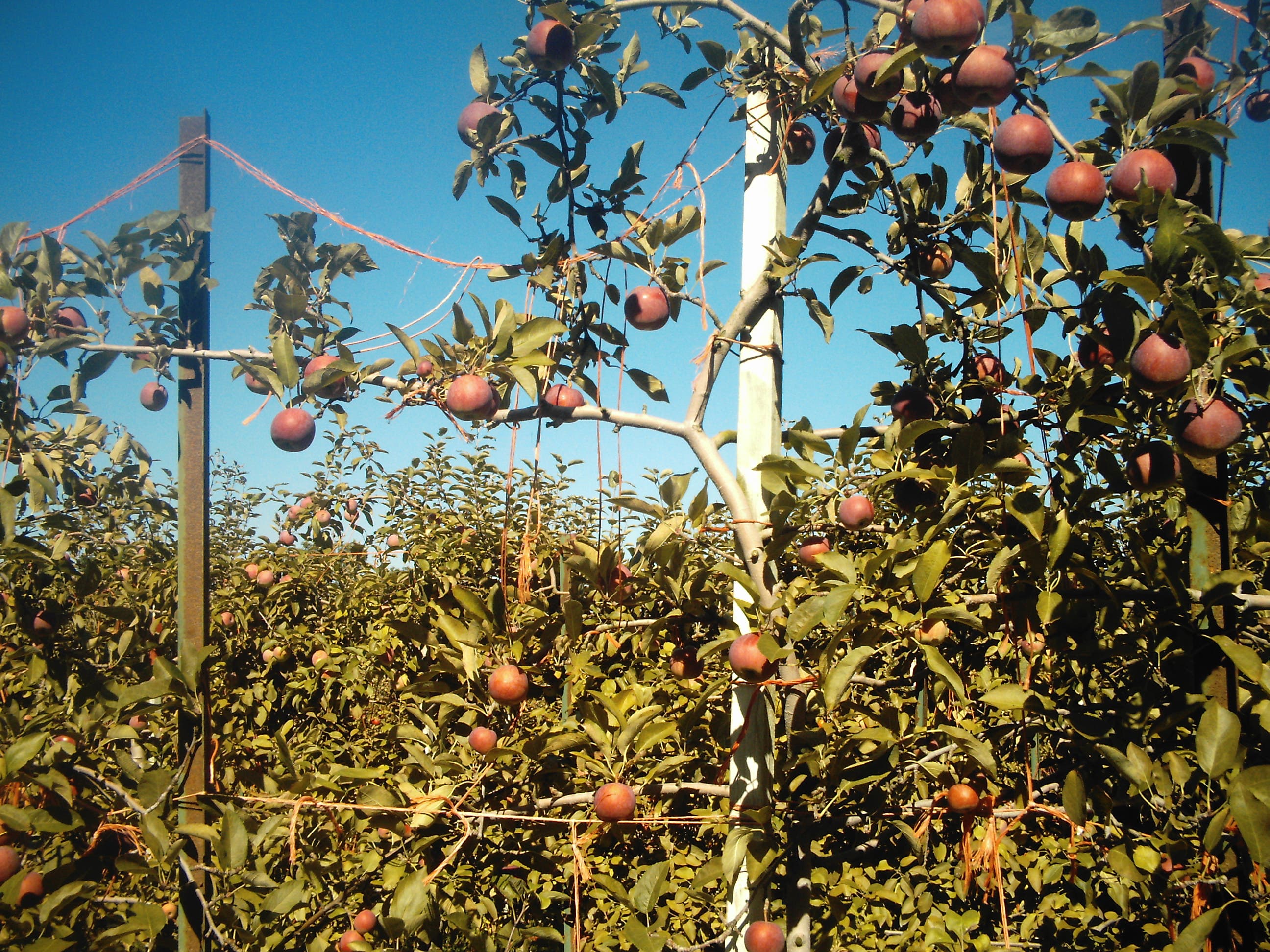 Where to Go Apple Picking Around Tiverton and Little Compton | Tiverton ...