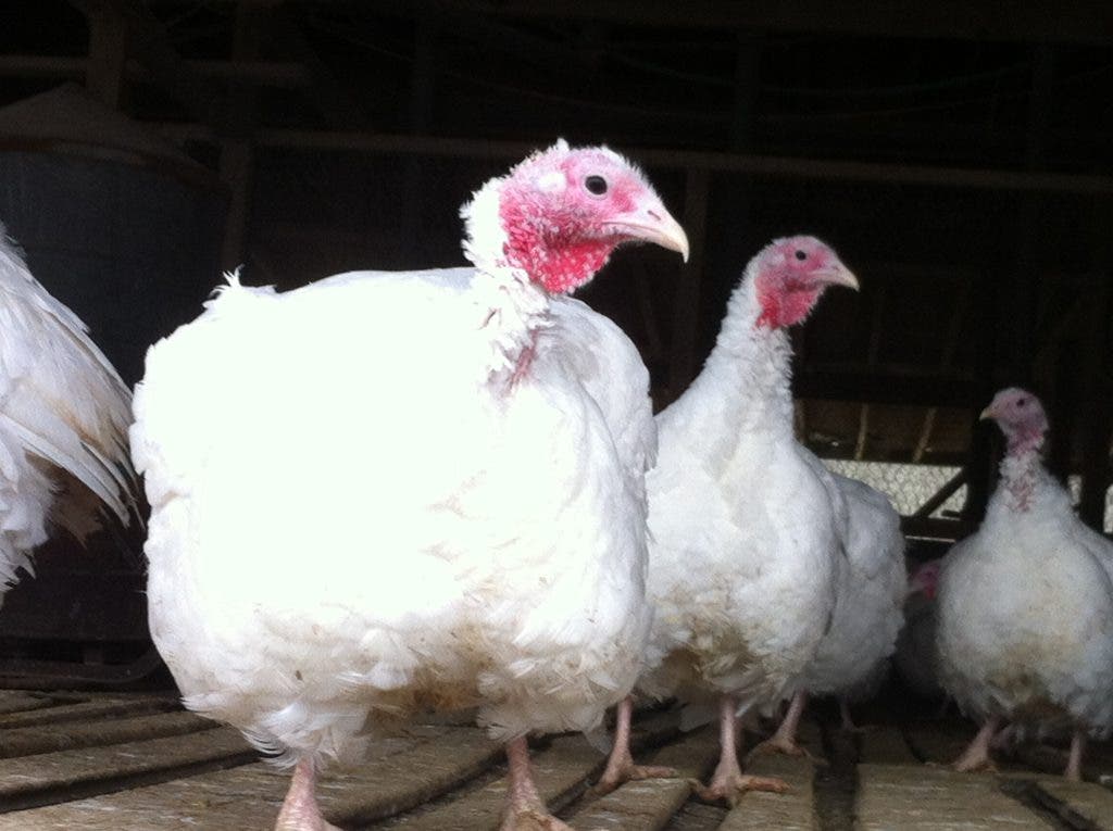 Helger's Turkey Ranch Has Thanksgiving Covered | Tiverton, RI Patch