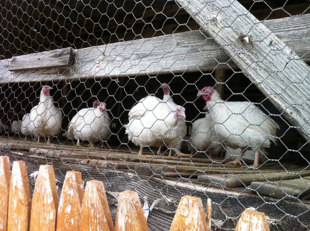 Helger's Turkey Ranch Has Thanksgiving Covered | Tiverton, RI Patch