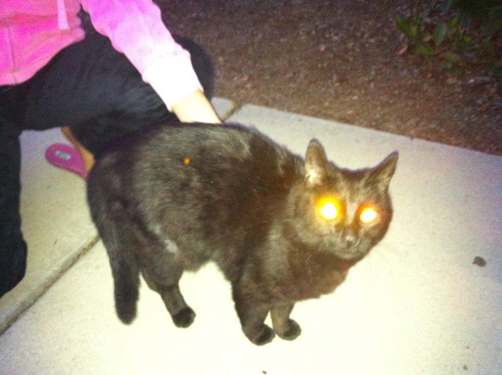 found black cat! | Livermore, CA Patch