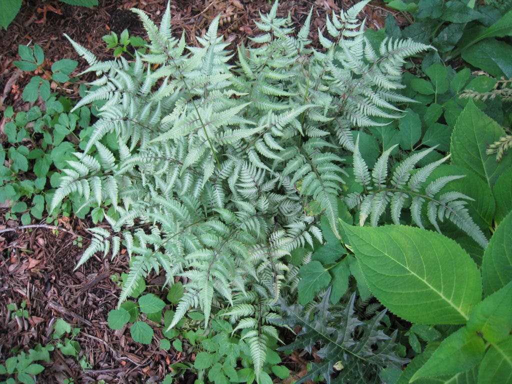Ferns- They Have so Much going for Them! | Town And Country, MO Patch