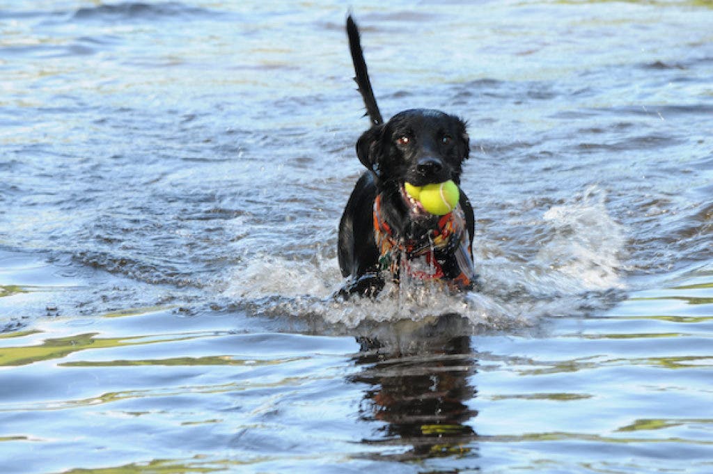 Photo Gallery: Manchester Dog Festival Bigger and Better | Manchester ...