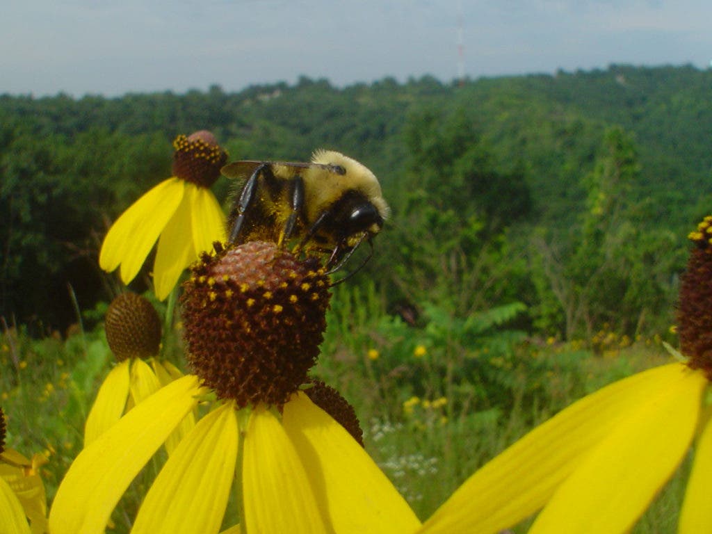 Native Bees: Give Them a Home in Your Yard | Crystal Lake, IL Patch