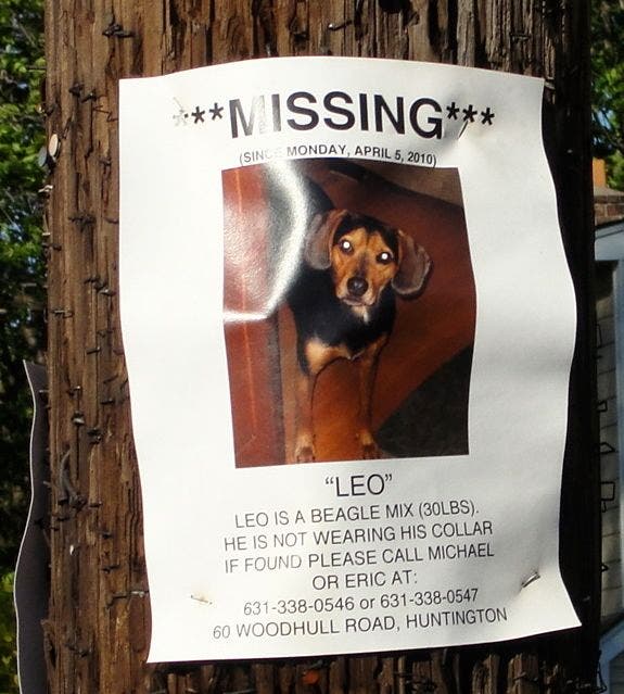 Resources to Help You Locate Your Lost Dog | New Port Richey, FL Patch