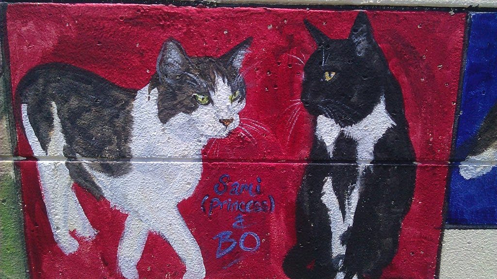 Murals for Mutts announces new mural in Tampa | Tampa, FL Patch